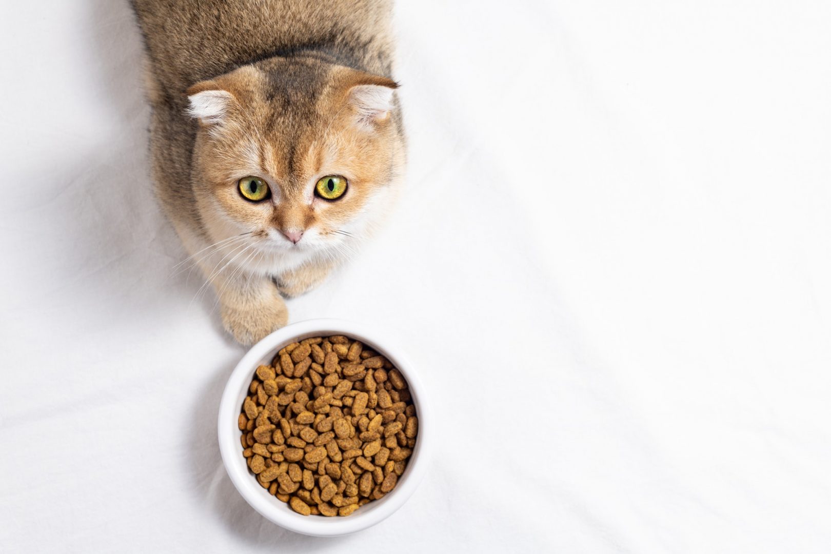 Croquette Pour Chat : L’alimentation Idéale Pour Votre Animal